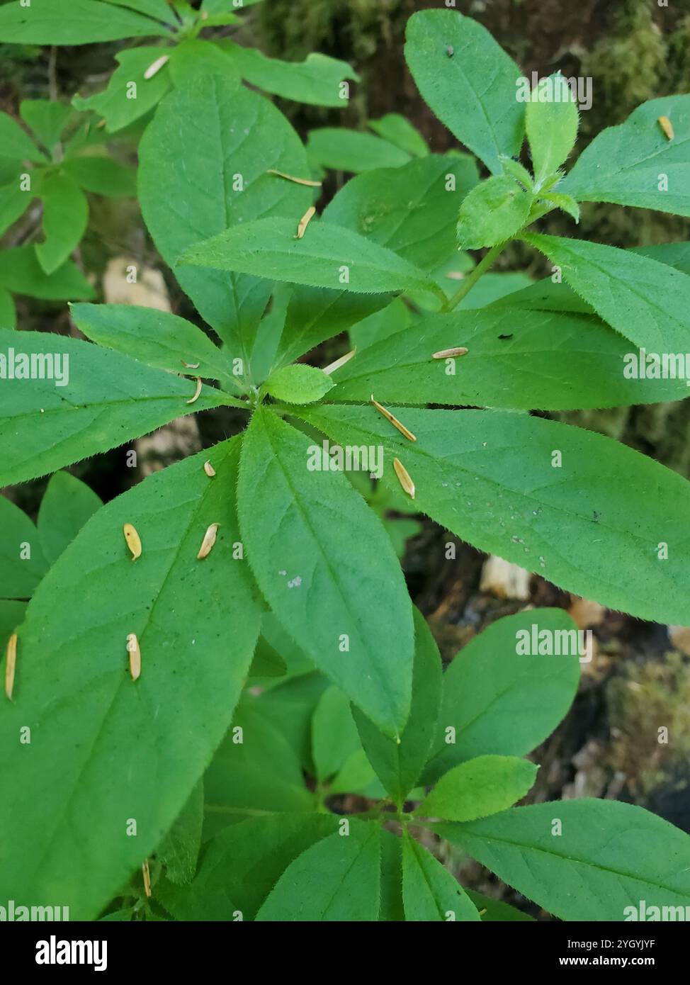 mock azalea (Rhododendron menziesii Stock Photo - Alamy