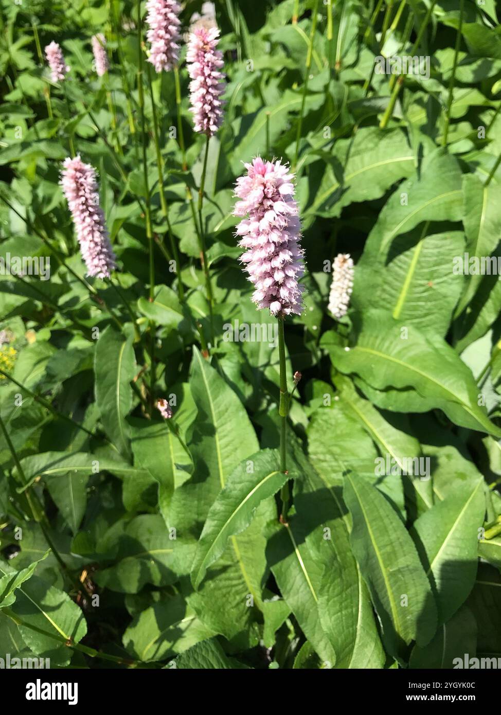 common bistort (Bistorta officinalis Stock Photo - Alamy