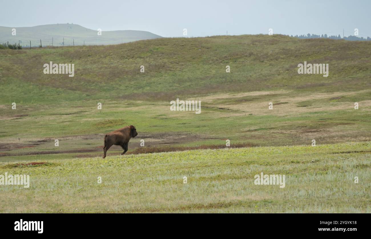 Female Bison Prances Across The Prairie In Wind Cave Stock Photo - Alamy