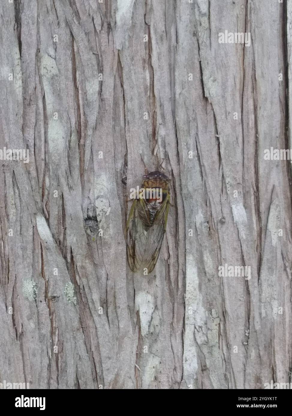 Olympic Scrub Cicada (Diceroprocta olympusa Stock Photo - Alamy