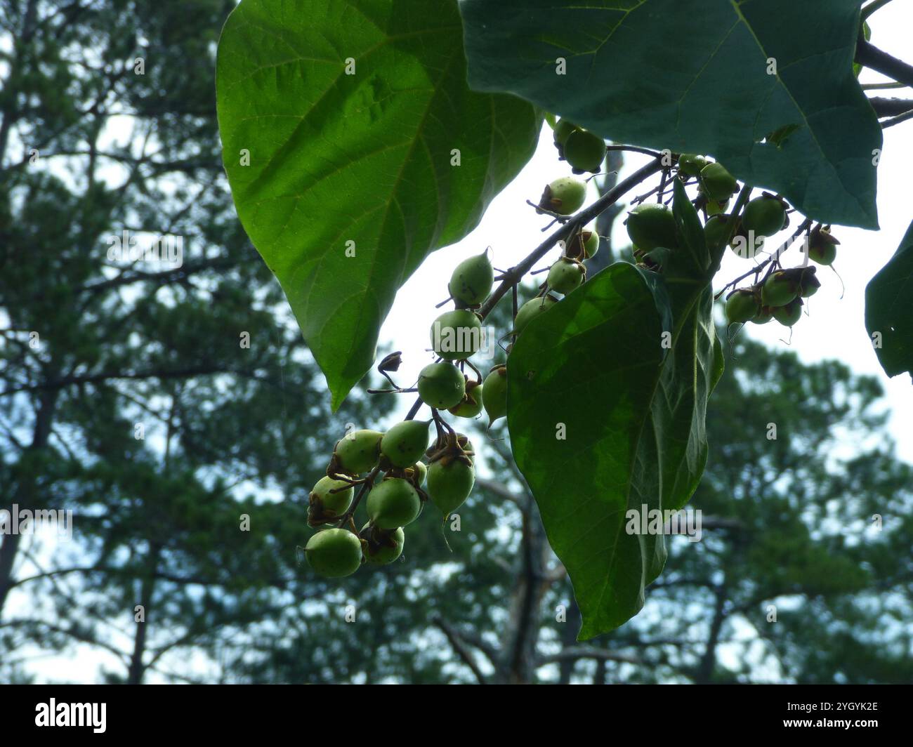 princess tree (Paulownia tomentosa Stock Photo - Alamy