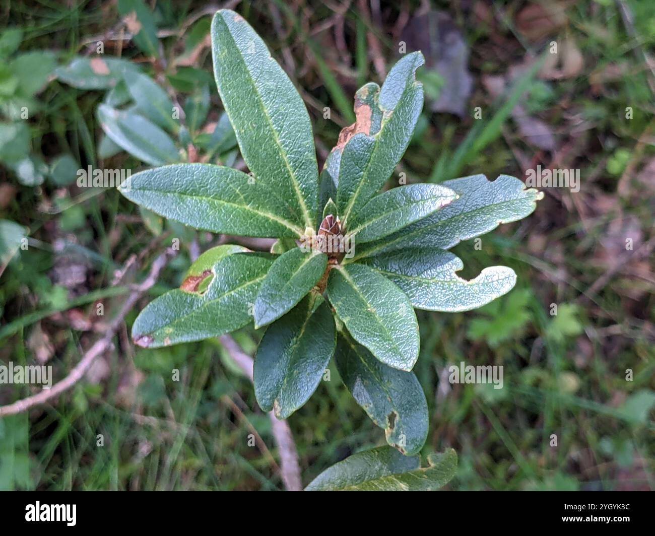 Rusty-leaved Alpenrose (Rhododendron ferrugineum Stock Photo - Alamy