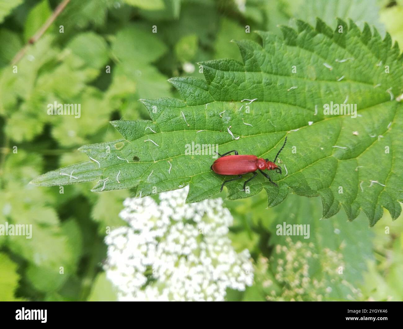 Common Cardinal Beetle (Pyrochroa serraticornis Stock Photo - Alamy