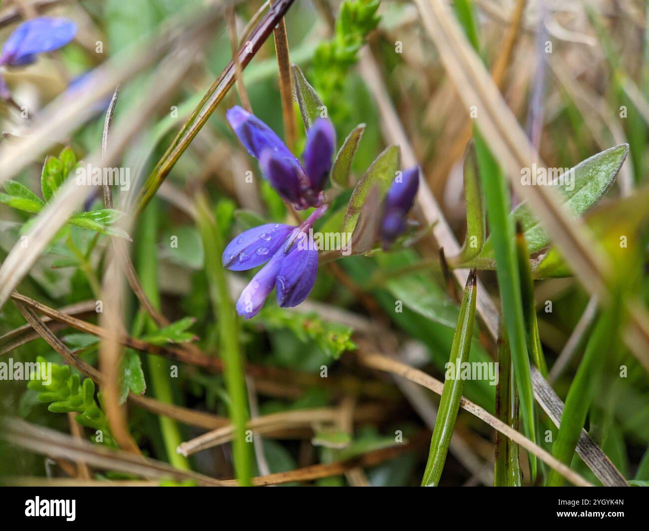 Common Milkwort (Polygala vulgaris Stock Photo - Alamy