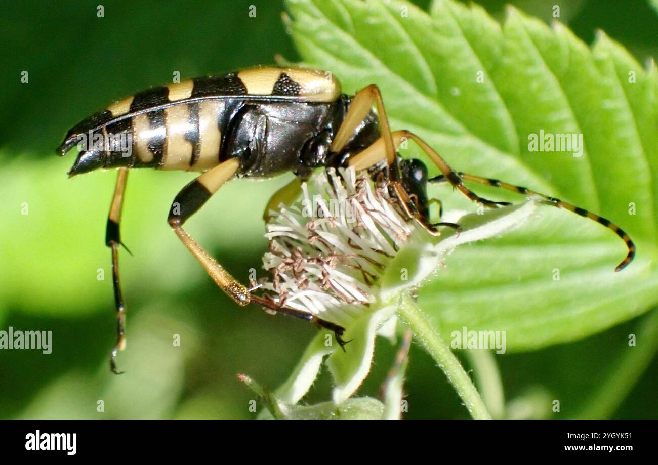 Spotted Longhorn Beetle (Rutpela maculata Stock Photo - Alamy