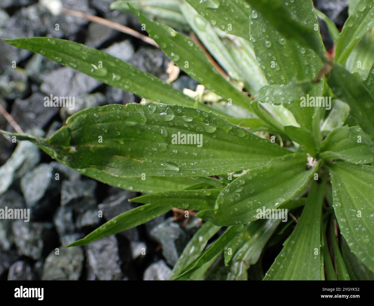 ribwort plantain (Plantago lanceolata Stock Photo - Alamy
