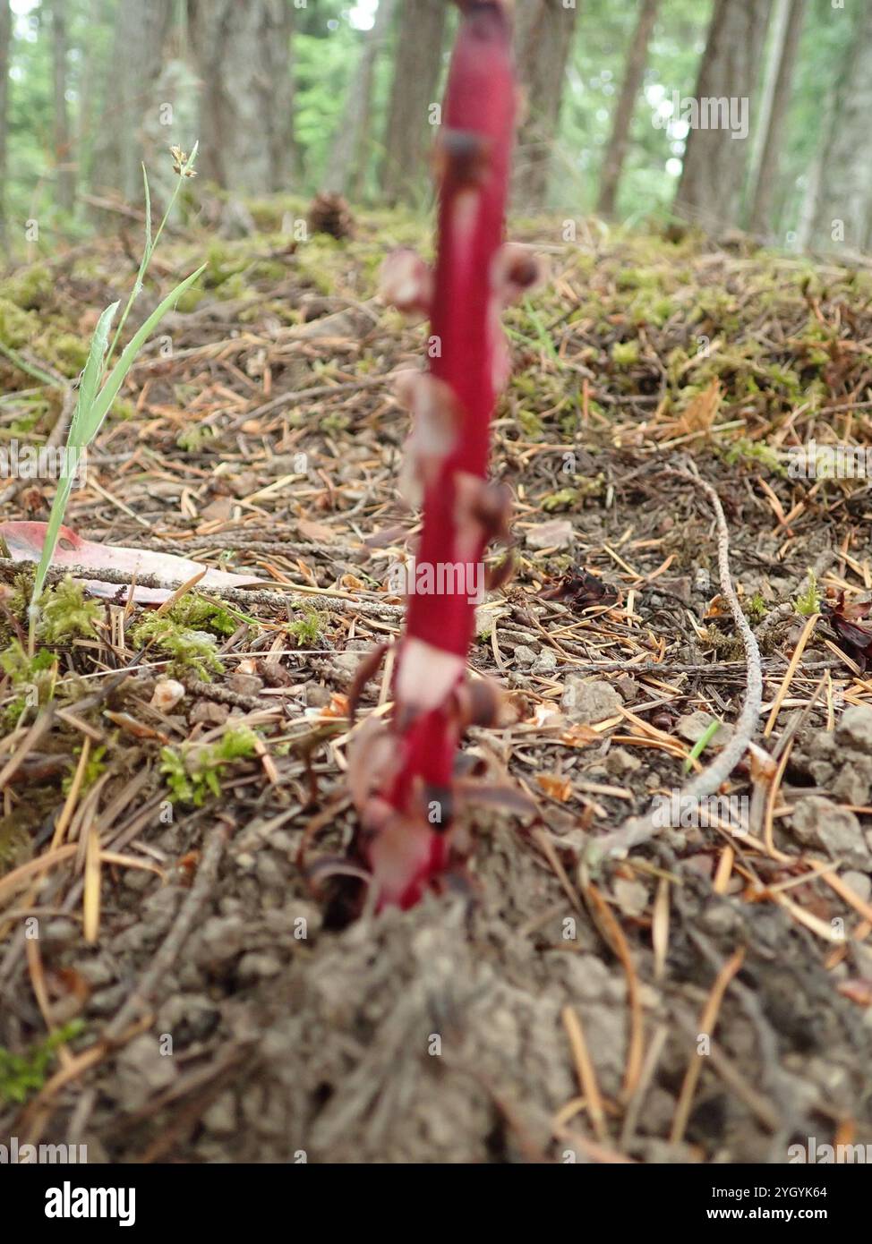 sugarstick (Allotropa virgata Stock Photo - Alamy