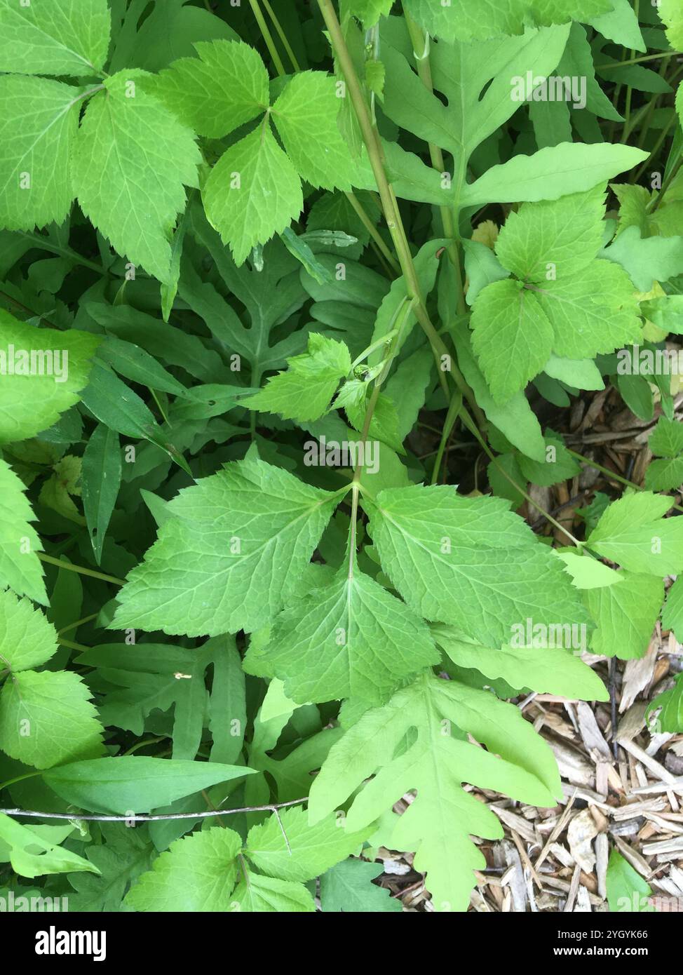 carrot family (Apiaceae Stock Photo - Alamy