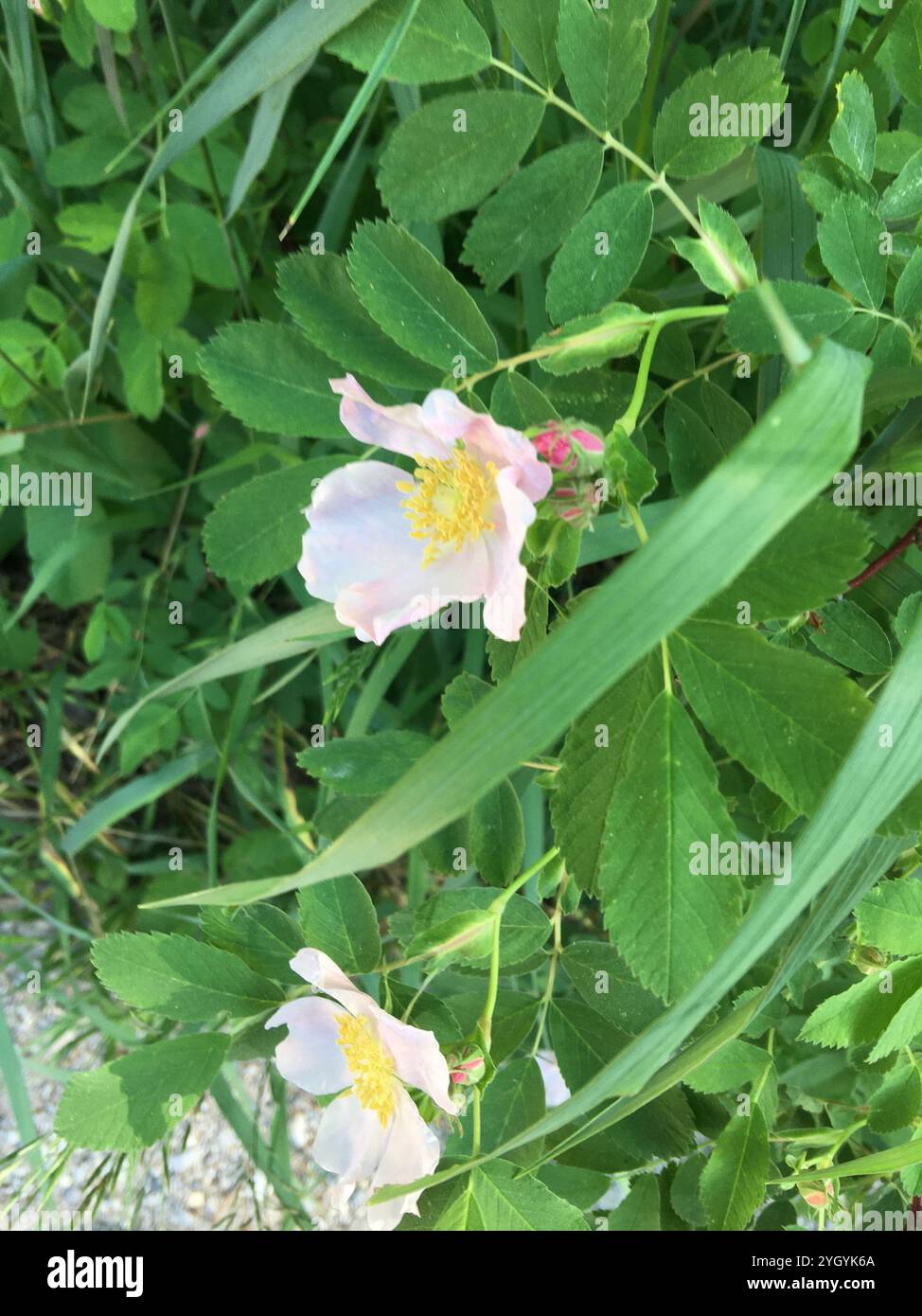 smooth rose (Rosa blanda Stock Photo - Alamy