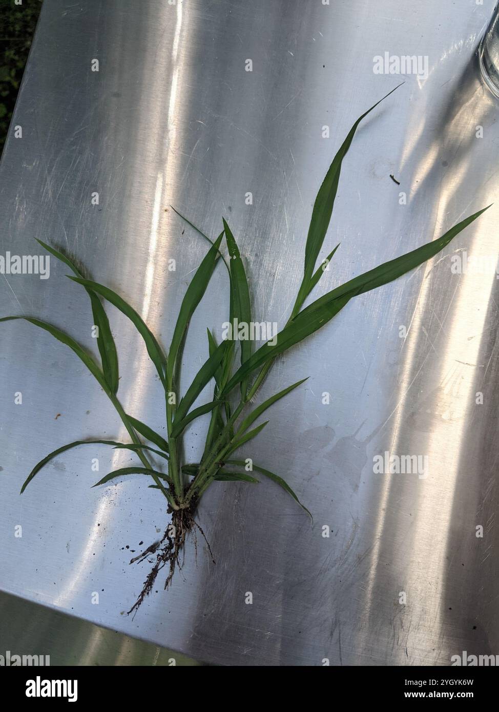Hairy Crabgrass (Digitaria sanguinalis Stock Photo - Alamy