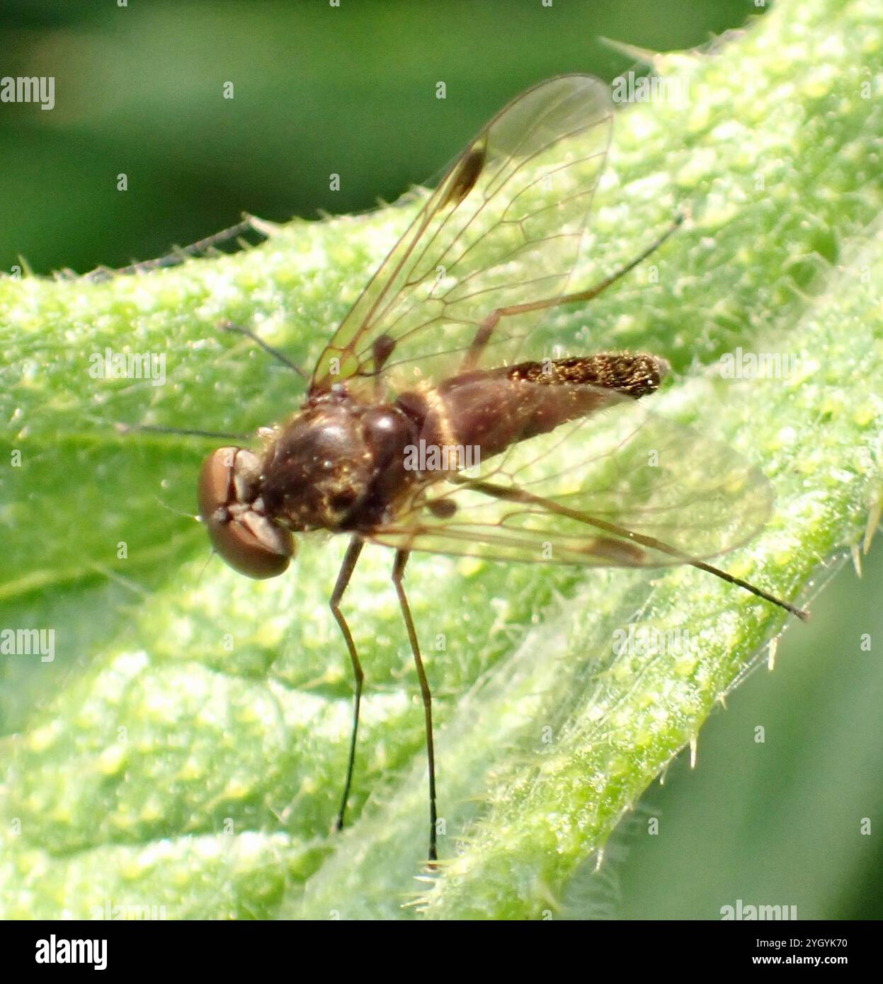 Black Snipefly (Chrysopilus cristatus Stock Photo - Alamy