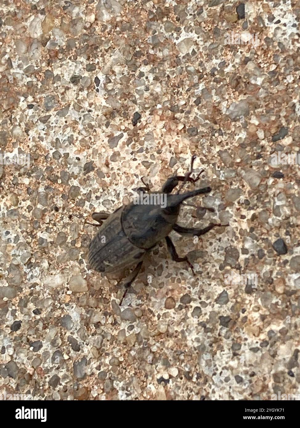 Billbug hi-res stock photography and images - Alamy