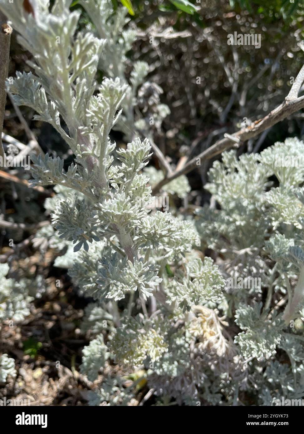 coastal sagewort (Artemisia pycnocephala Stock Photo - Alamy