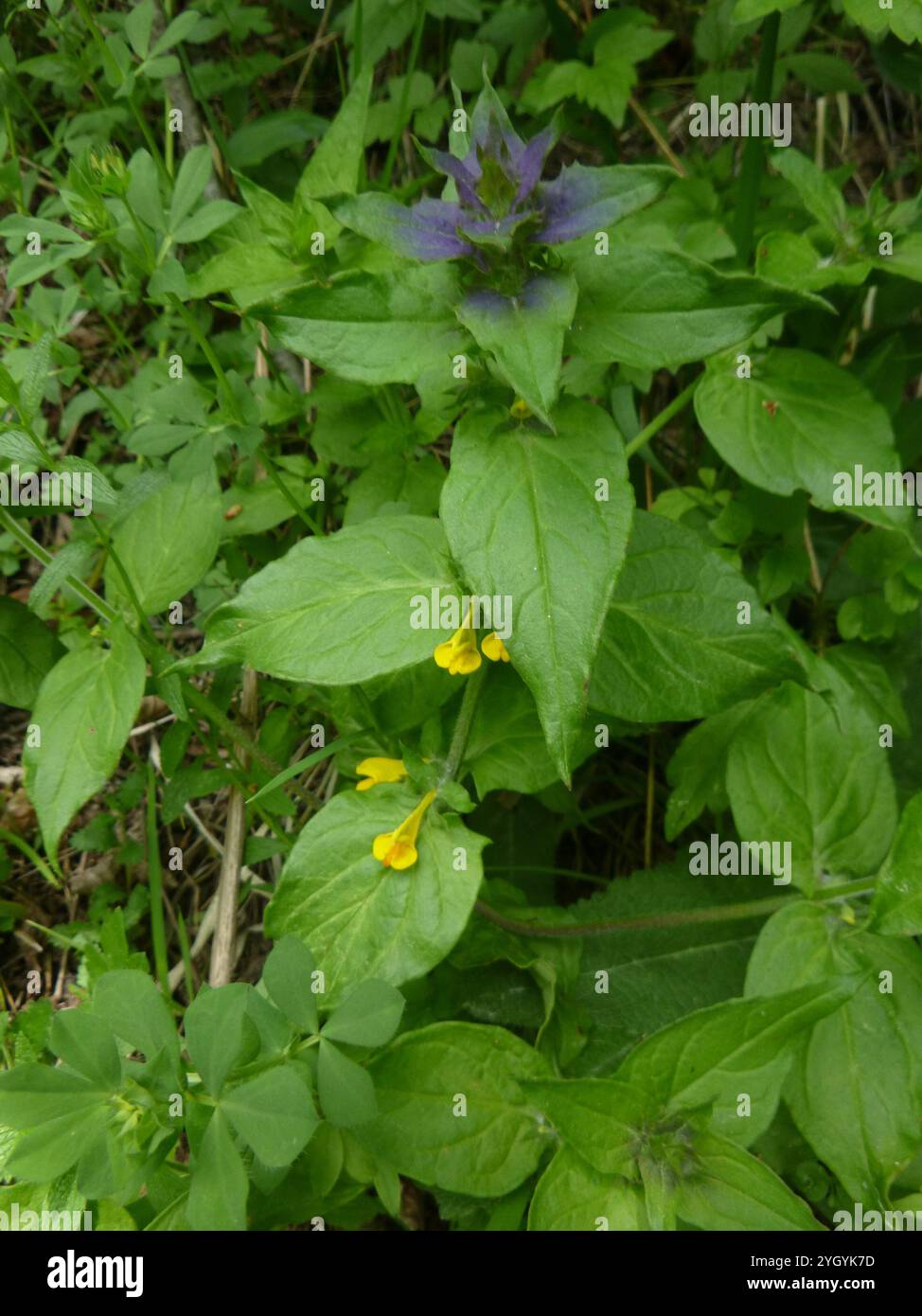 Wood Cow-wheat (Melampyrum nemorosum Stock Photo - Alamy