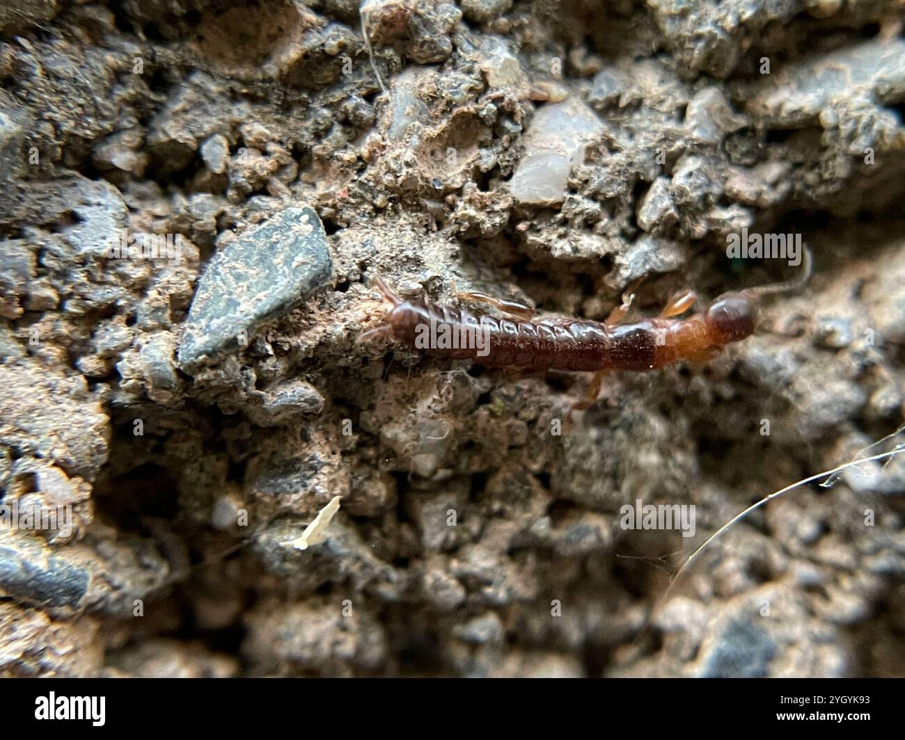 Embioptera hi-res stock photography and images - Alamy