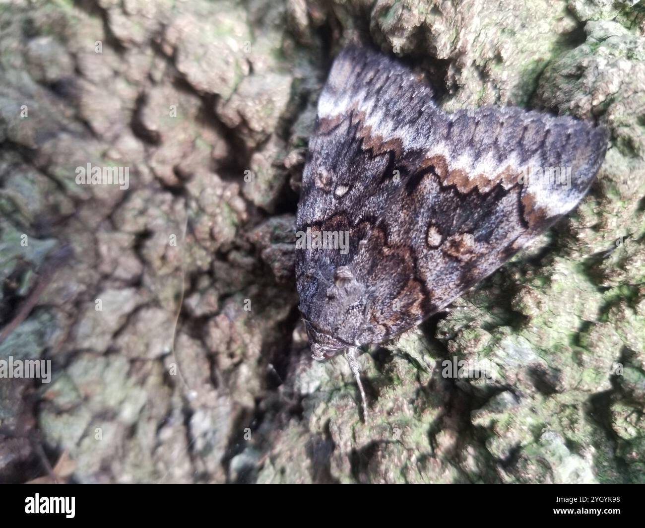 Epione Underwing (Catocala epione Stock Photo - Alamy