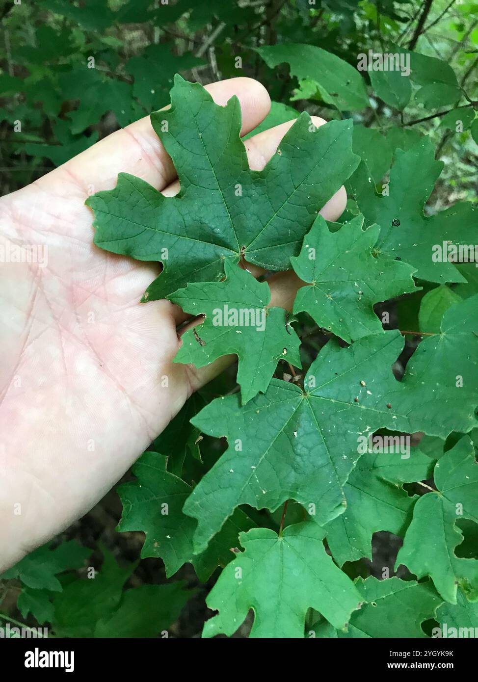 bigtooth maple (Acer grandidentatum Stock Photo - Alamy