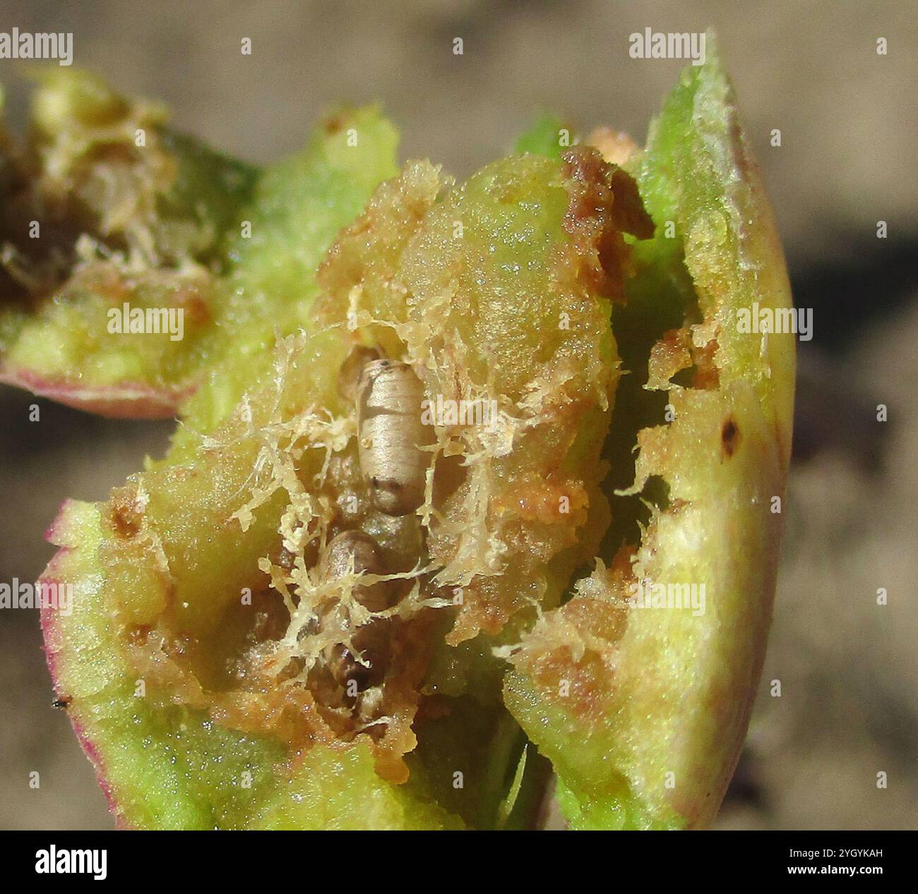Fruit, Signal, and Picture-winged Flies (Tephritoidea Stock Photo - Alamy