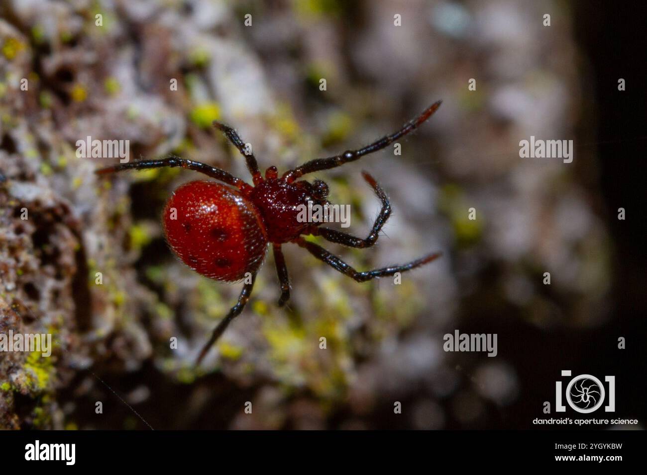 Comb-footed Spiders (Theridiidae Stock Photo - Alamy