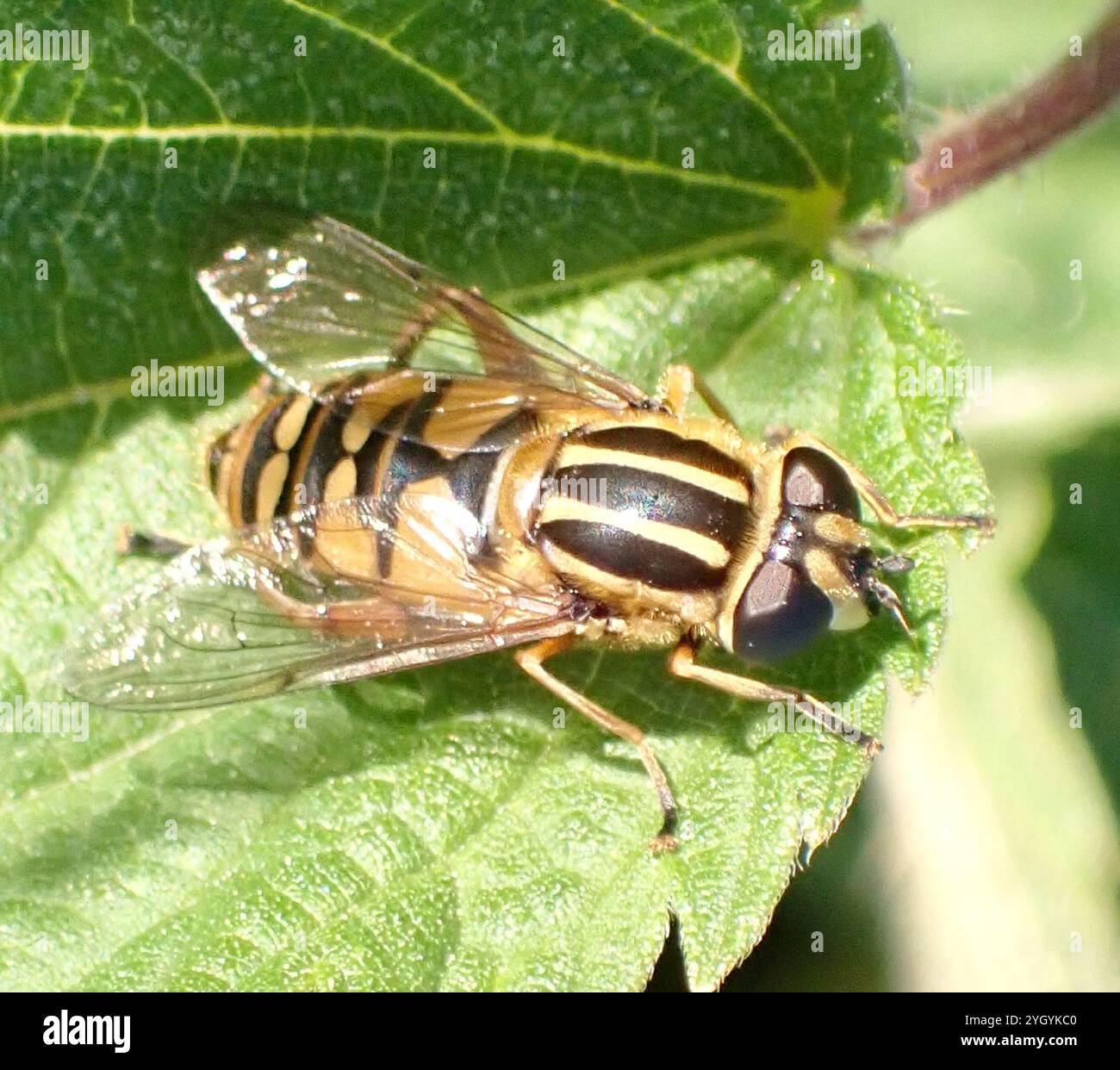 Sun Fly (Helophilus pendulus Stock Photo - Alamy