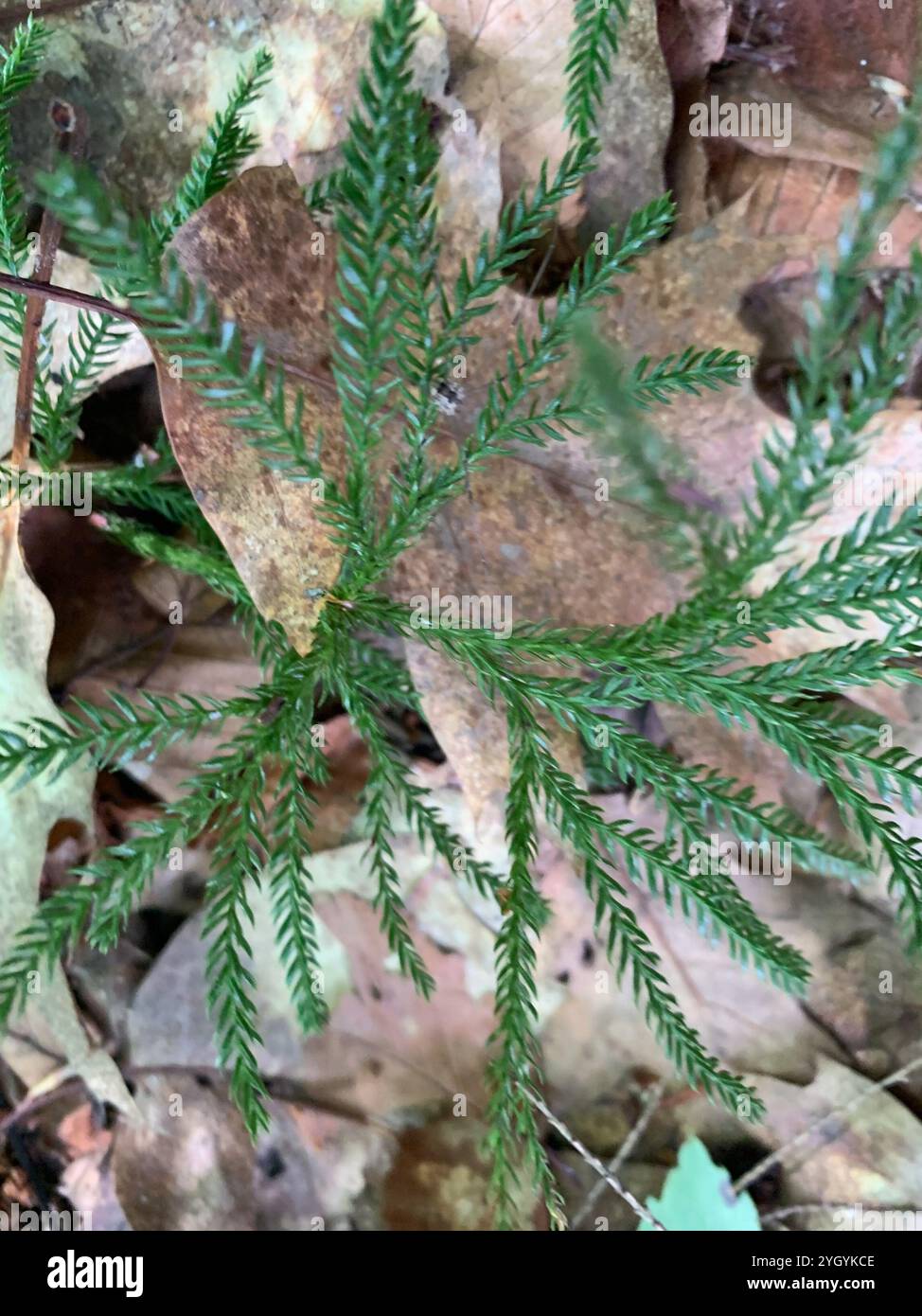 flat-branched tree-clubmoss (Dendrolycopodium obscurum Stock Photo - Alamy