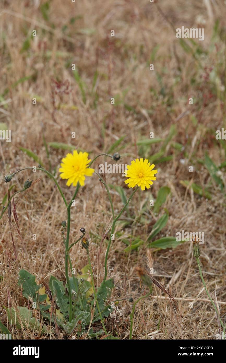 Common Cat's-ear (Hypochaeris radicata Stock Photo - Alamy