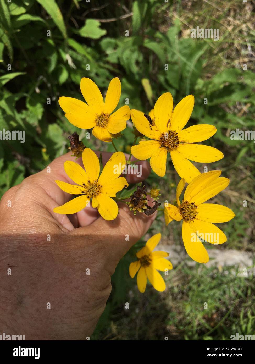 Greater Tickseed (Coreopsis major Stock Photo - Alamy