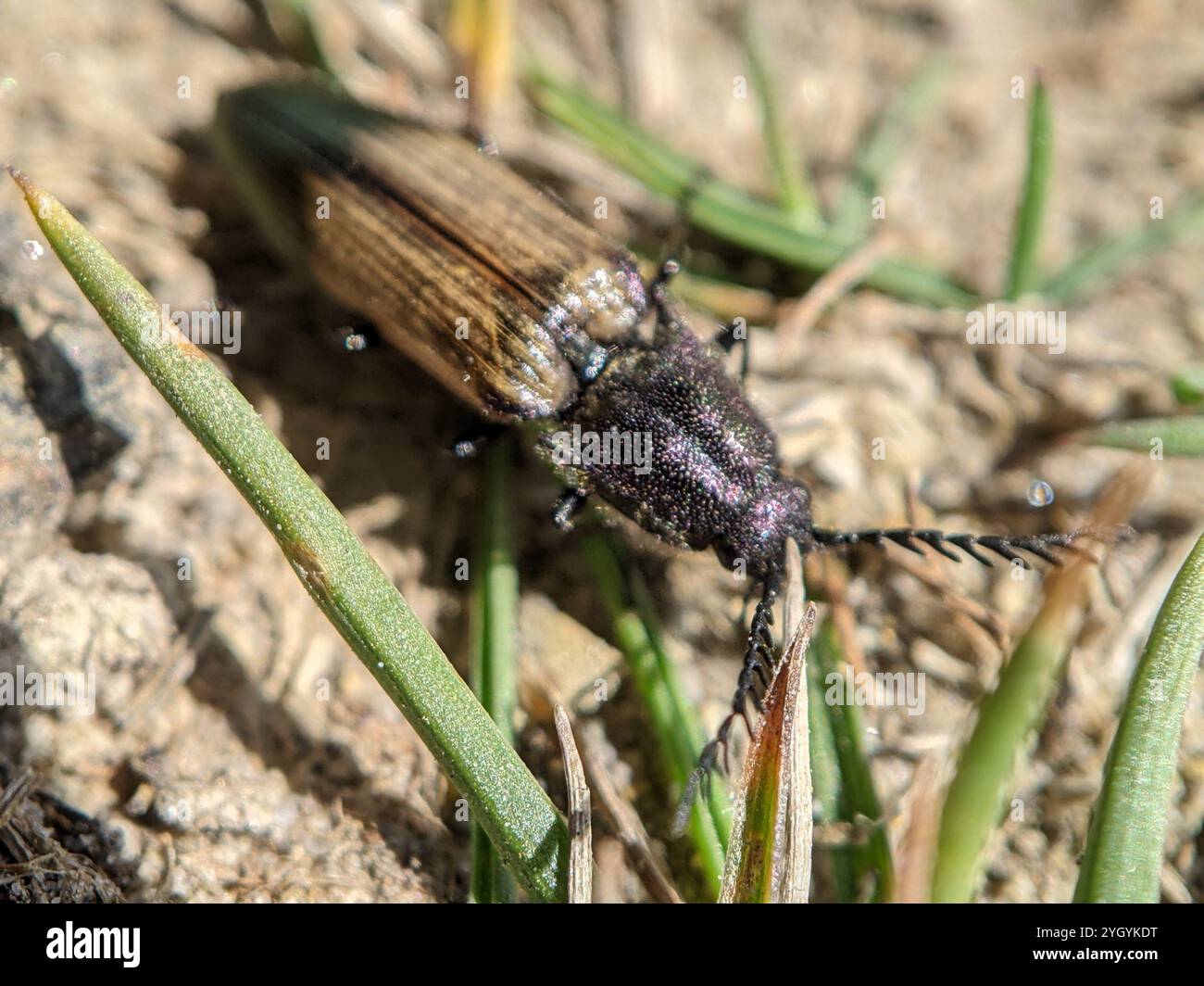 copper click beetle (Ctenicera cuprea Stock Photo - Alamy