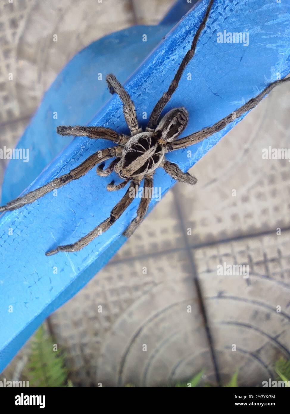 Lycosa erythrognatha hi-res stock photography and images - Alamy