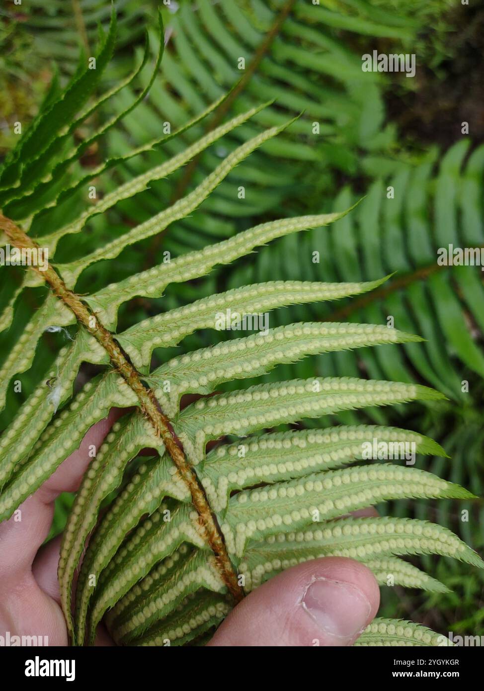 western sword fern (Polystichum munitum Stock Photo - Alamy