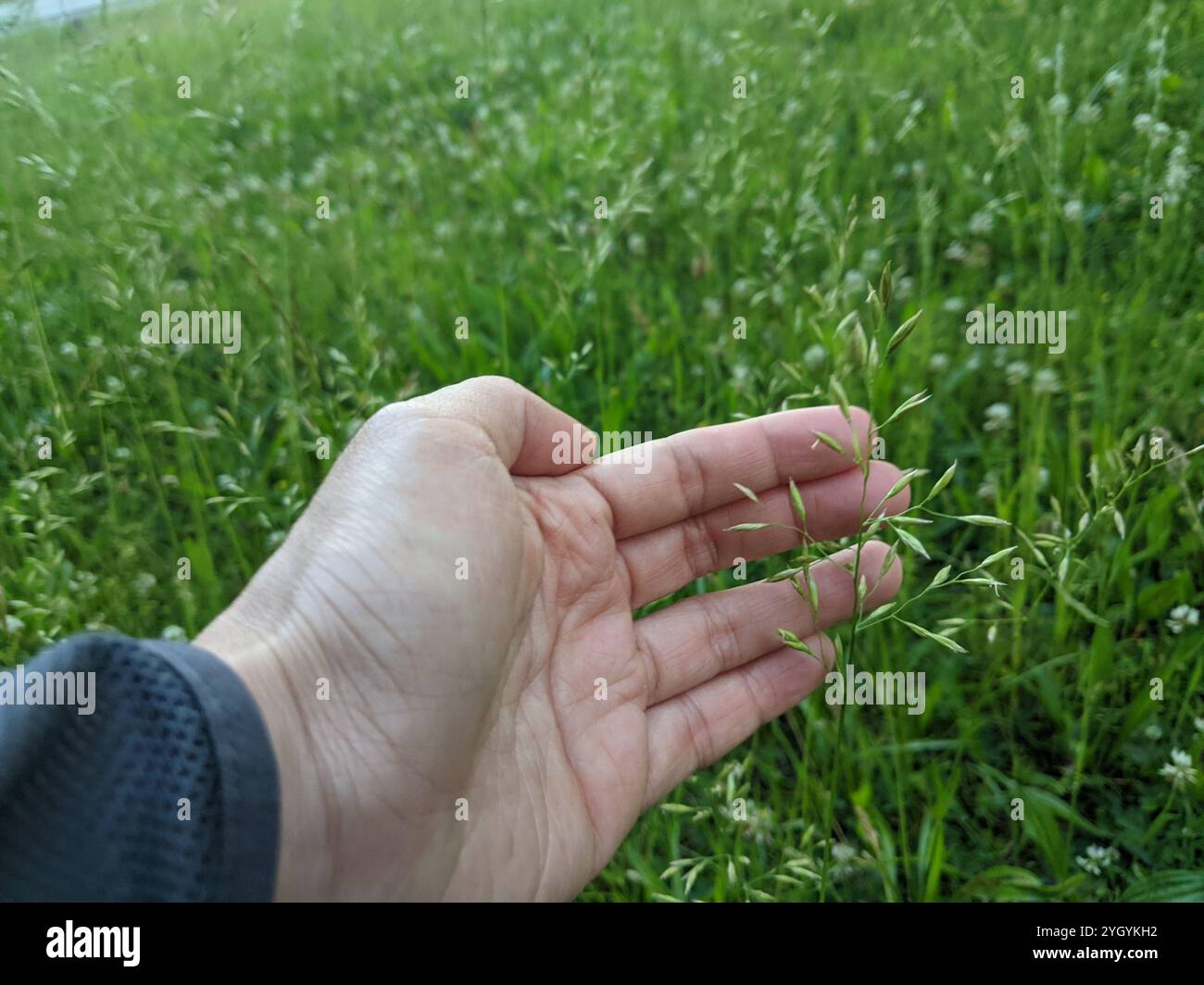 common soft brome (Bromus hordeaceus Stock Photo - Alamy