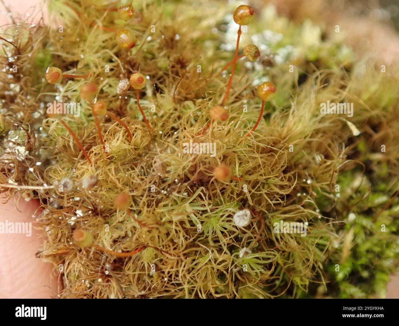 Common Apple-moss (Bartramia pomiformis Stock Photo - Alamy