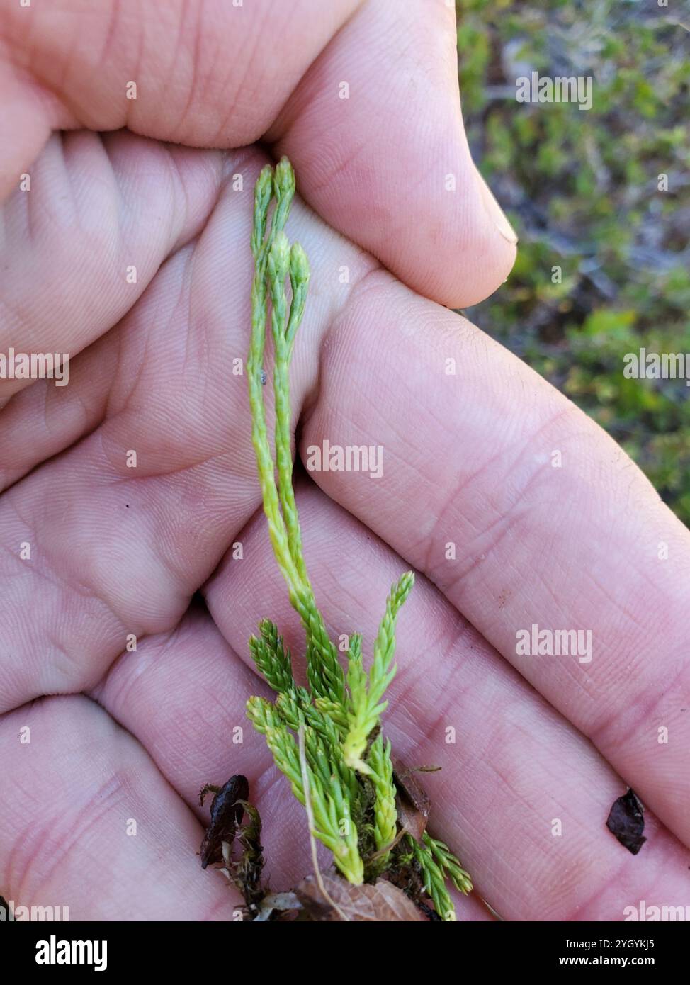 alpine clubmoss (Diphasiastrum alpinum Stock Photo - Alamy