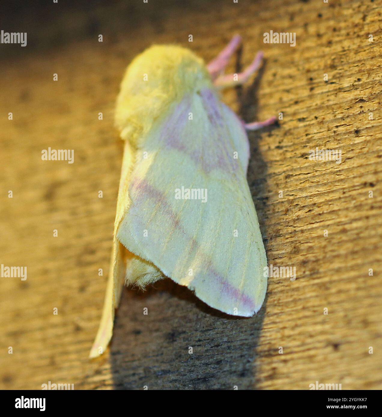 Rosy maple moth (dryocampa rubicunda) hi-res stock photography and ...