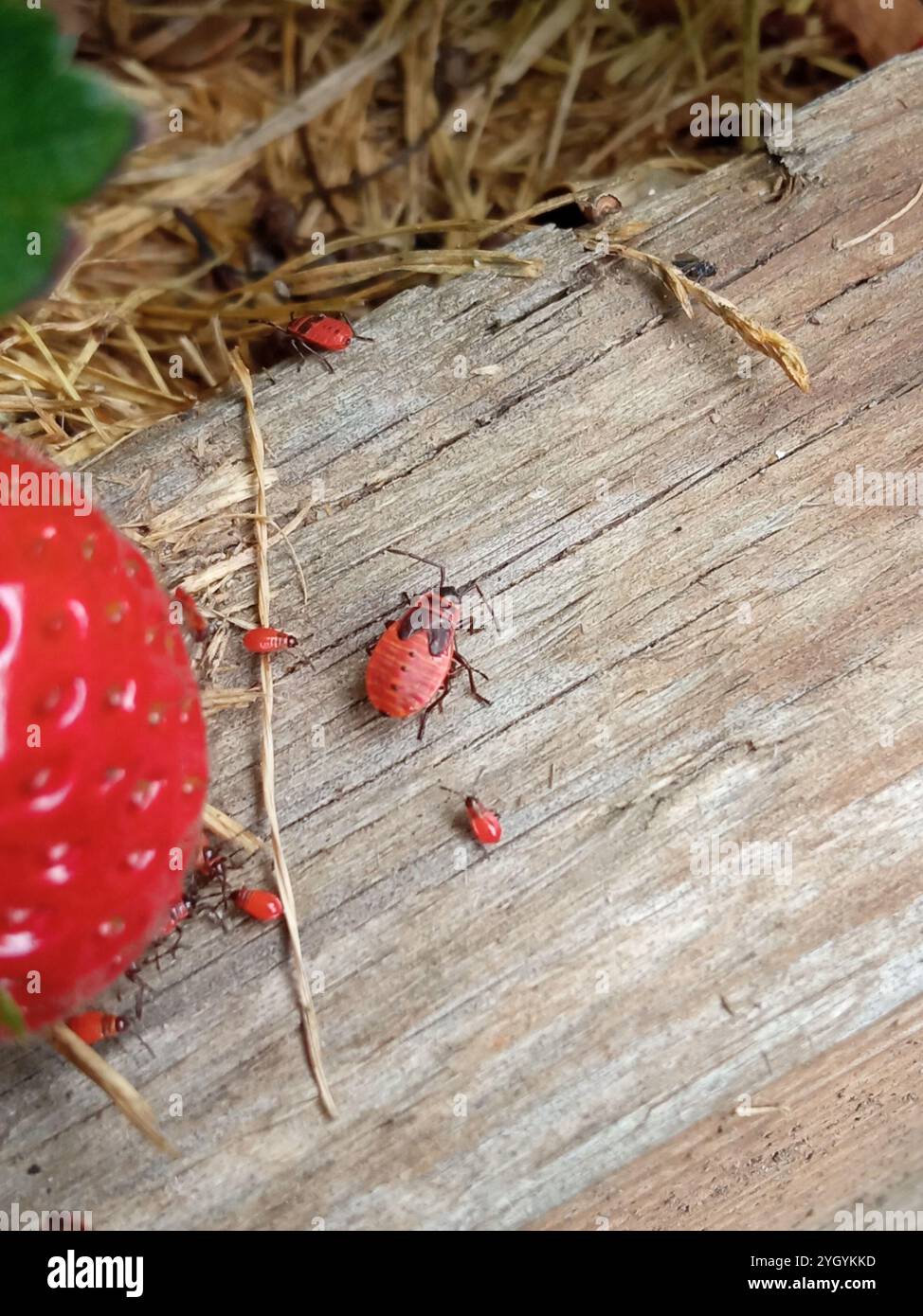 European Firebug (Pyrrhocoris apterus Stock Photo - Alamy