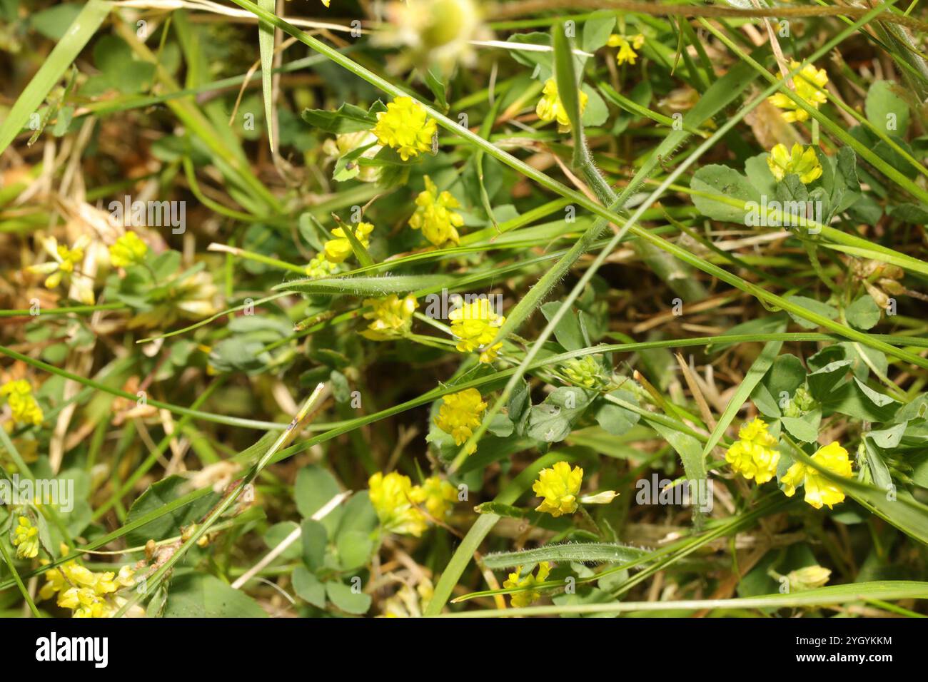 Lesser hop trefoil (Trifolium dubium Stock Photo - Alamy
