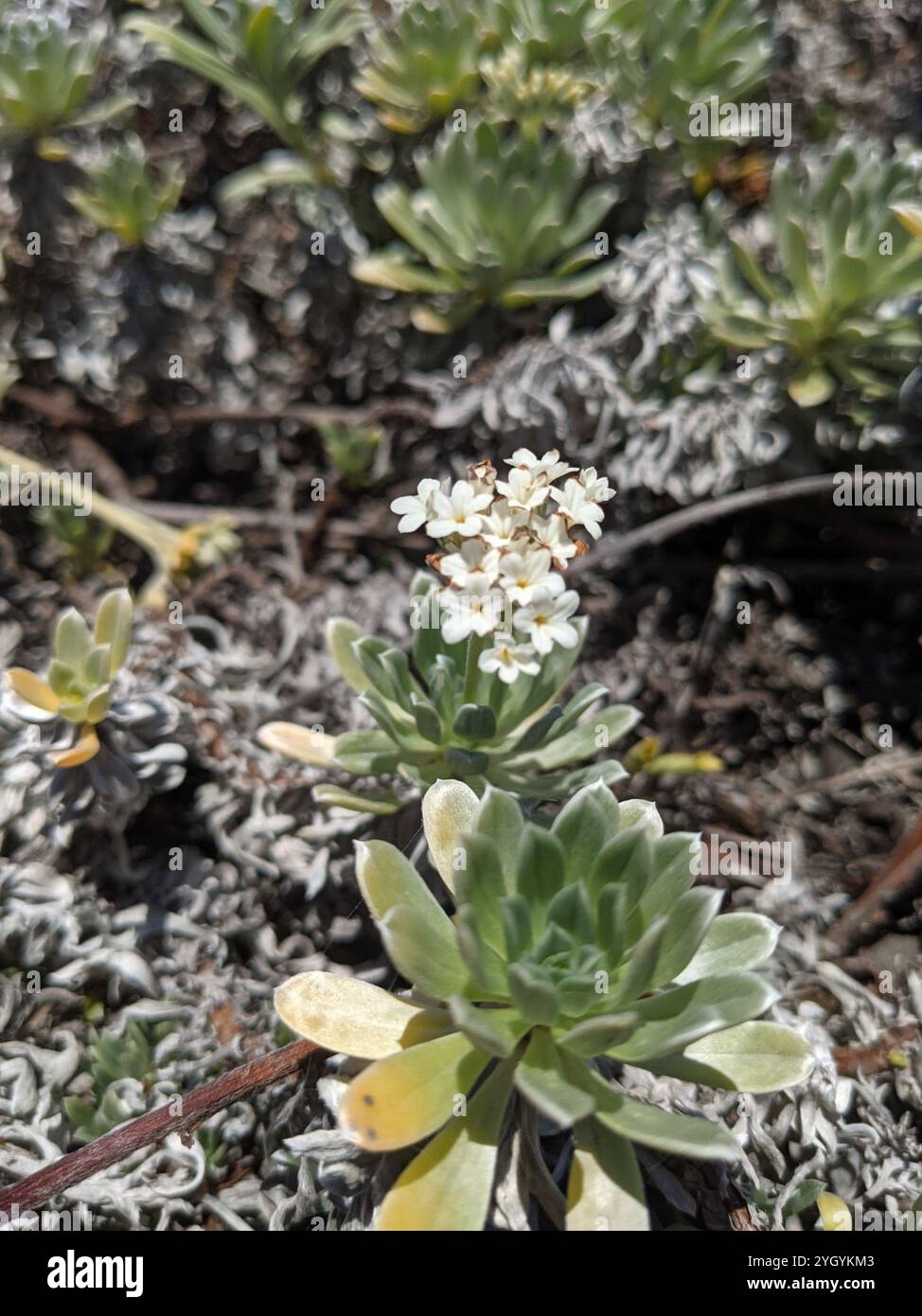 Polynesian Heliotrope (Heliotropium anomalum Stock Photo - Alamy