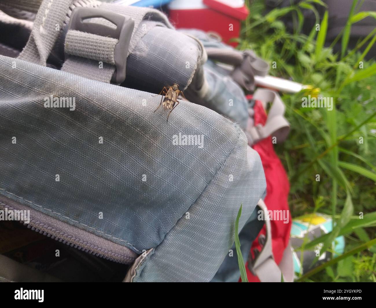 Xylophagus hi-res stock photography and images - Alamy