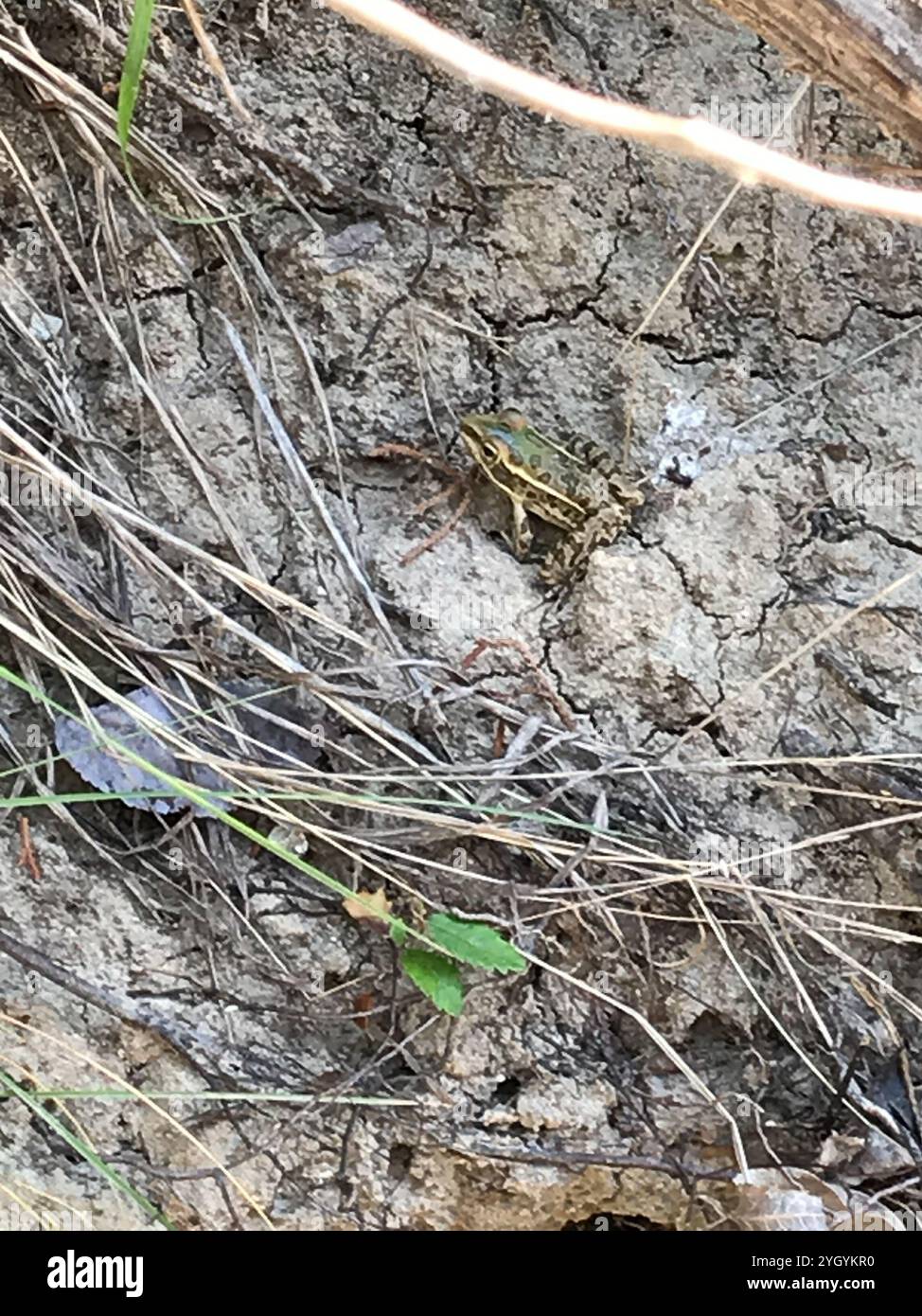Southern Leopard Frog (Lithobates sphenocephalus Stock Photo - Alamy