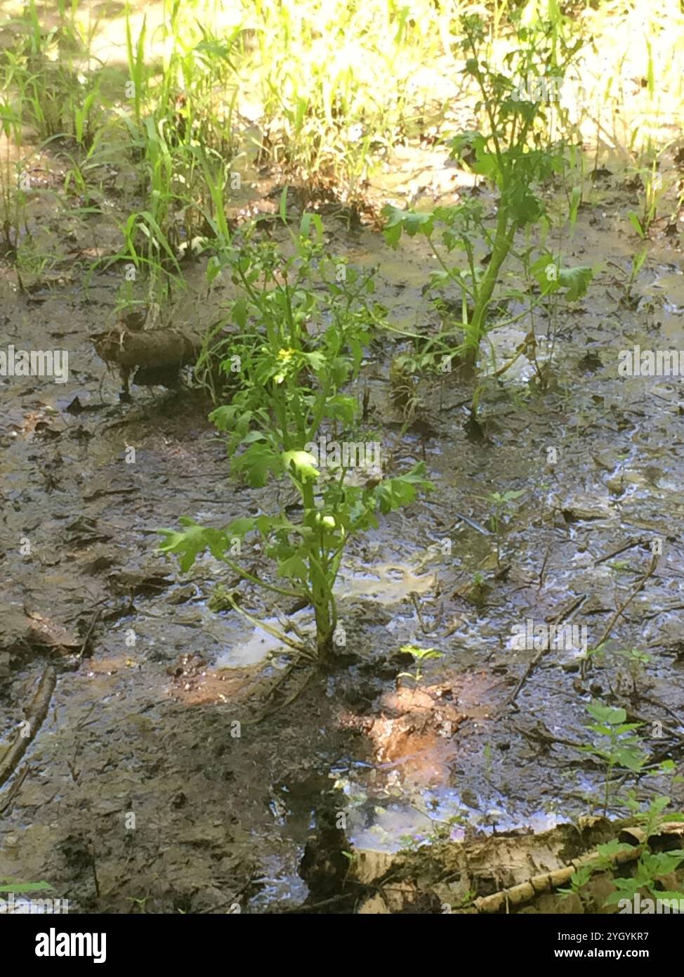 cursed crowfoot (Ranunculus sceleratus Stock Photo - Alamy