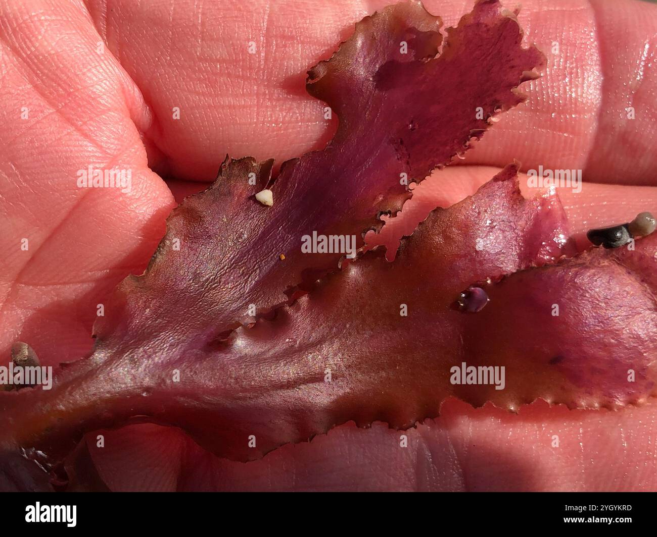 Cryptopleura ruprechtiana hi-res stock photography and images - Alamy