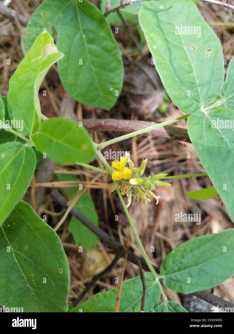 Phaseoleae hi-res stock photography and images - Alamy