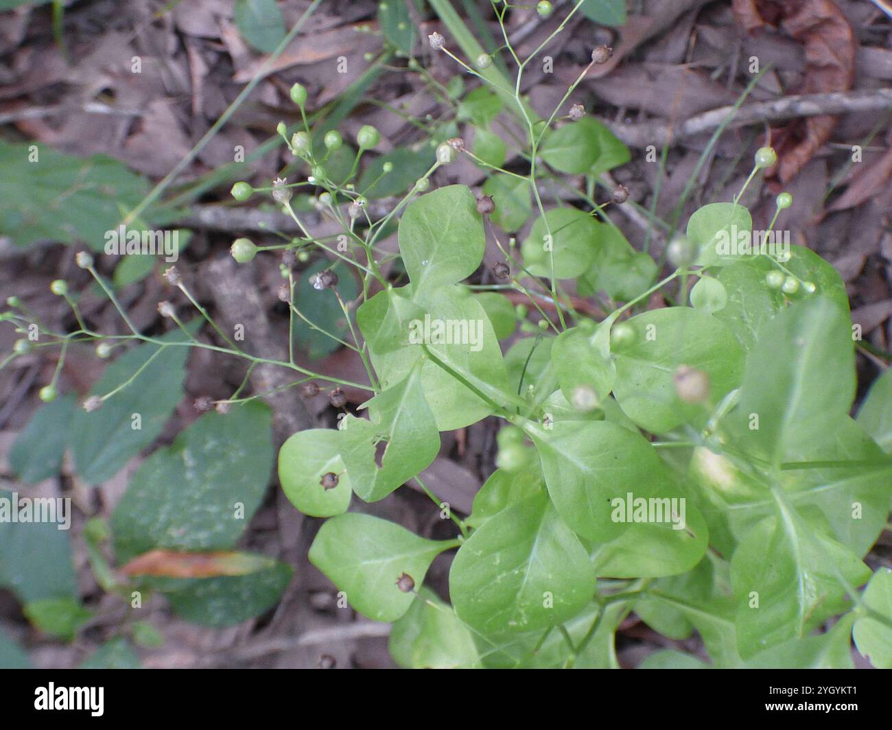 seaside brookweed (Samolus parviflorus Stock Photo - Alamy