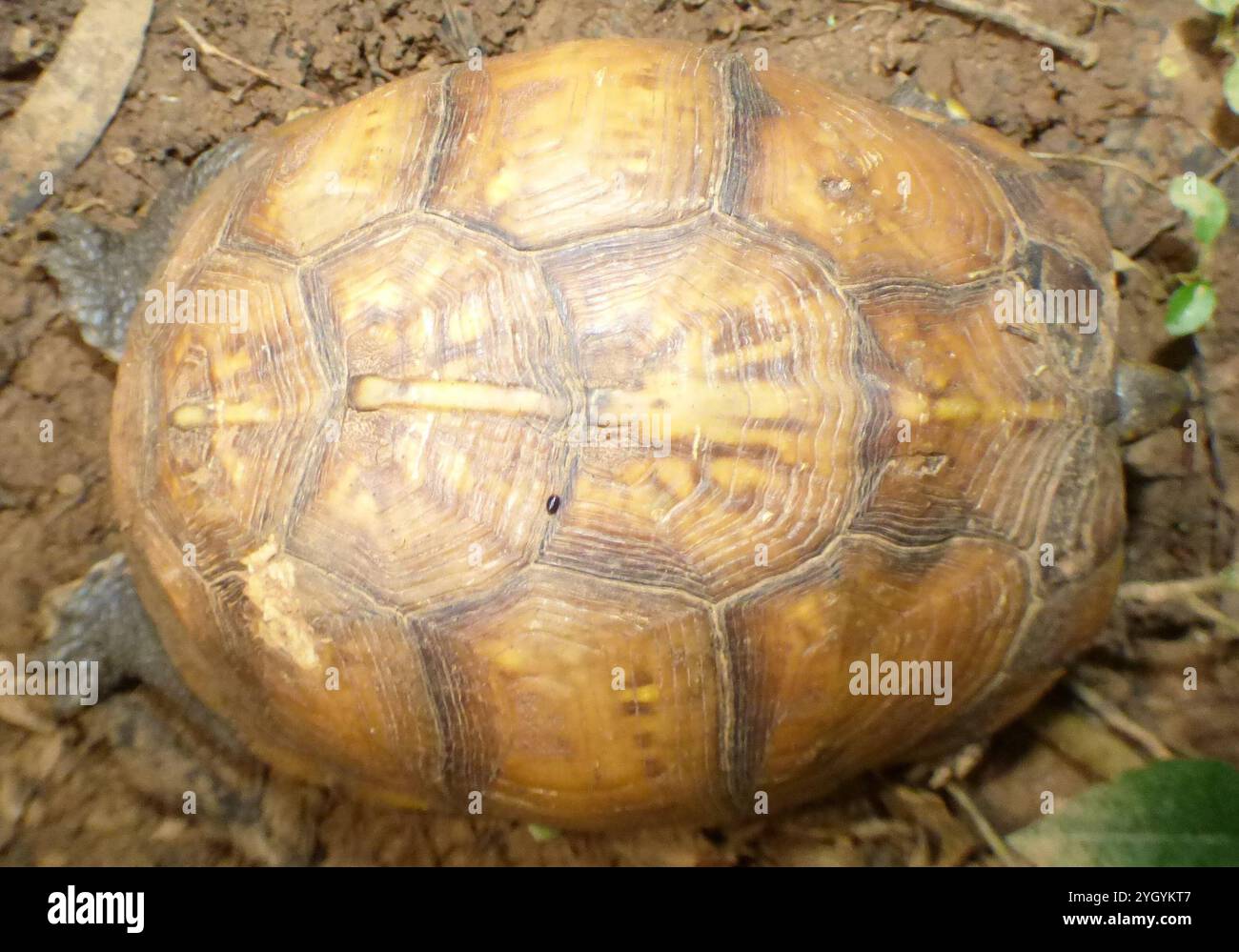 Eastern Box Turtle (Terrapene carolina carolina Stock Photo - Alamy