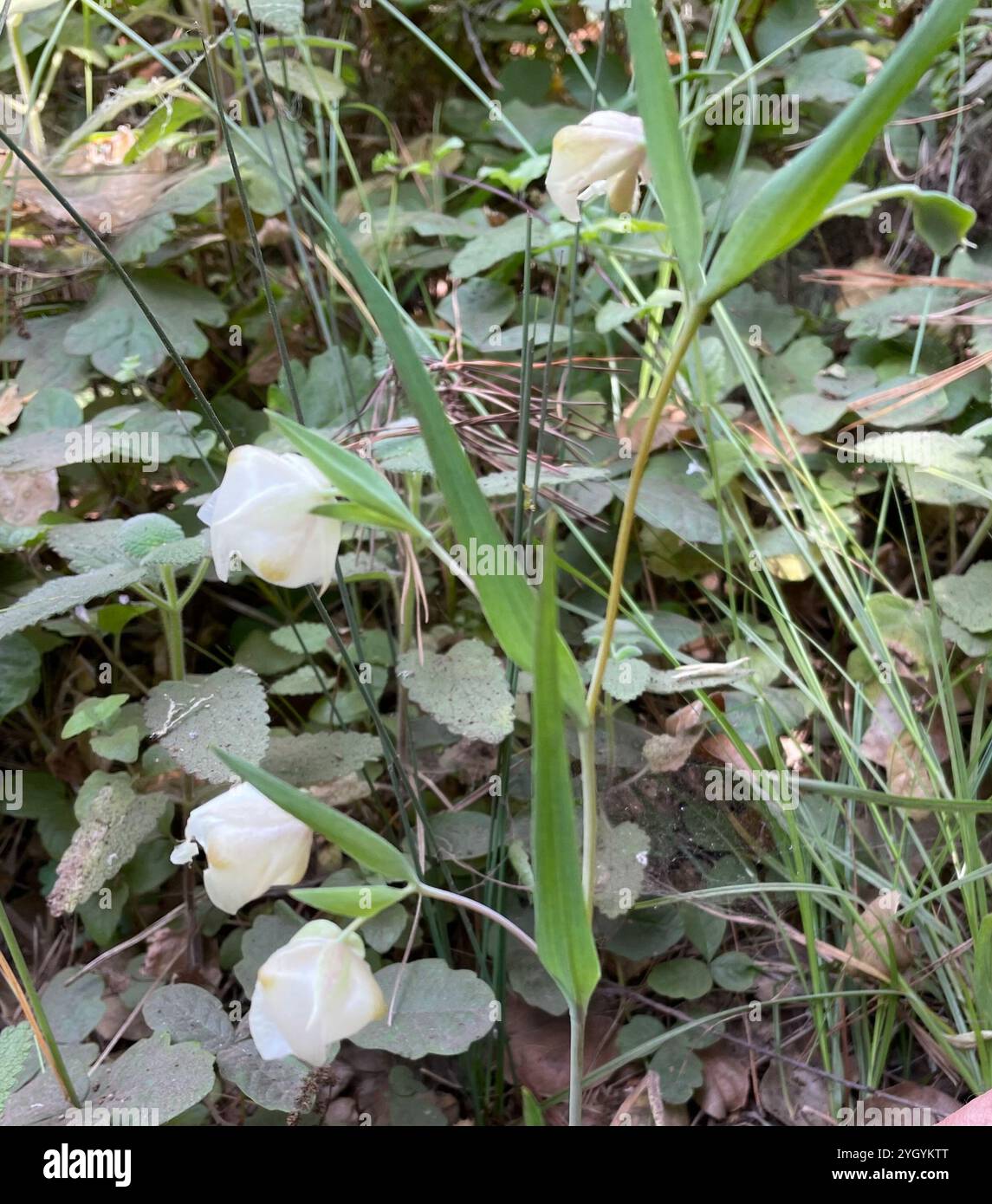 White Globe Lily (Calochortus albus Stock Photo - Alamy