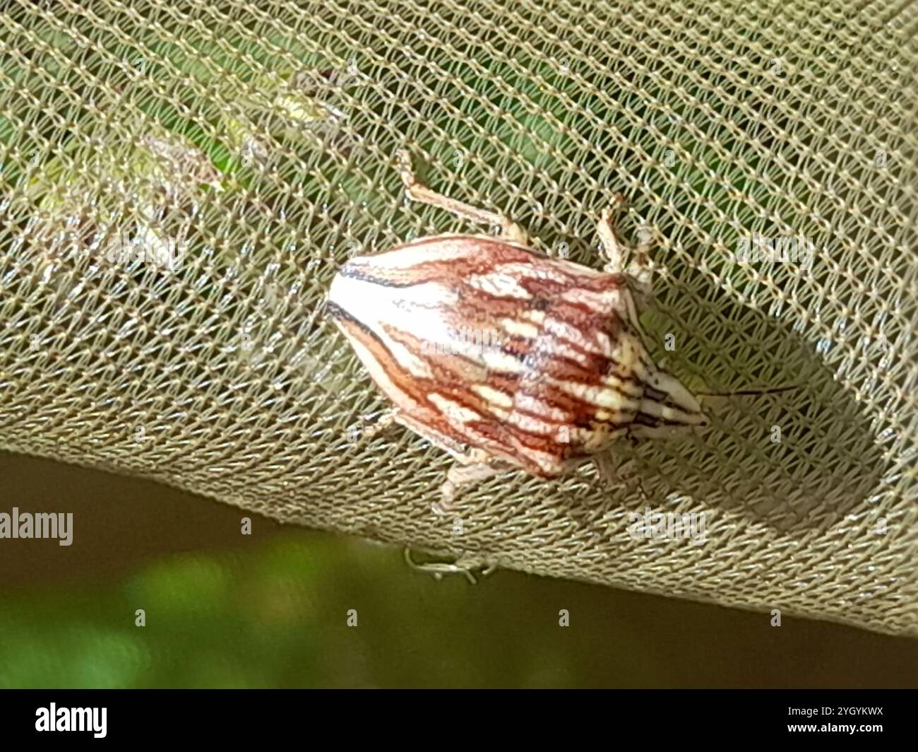 Large purple streaked shieldbug (Odontotarsus purpureolineatus Stock ...