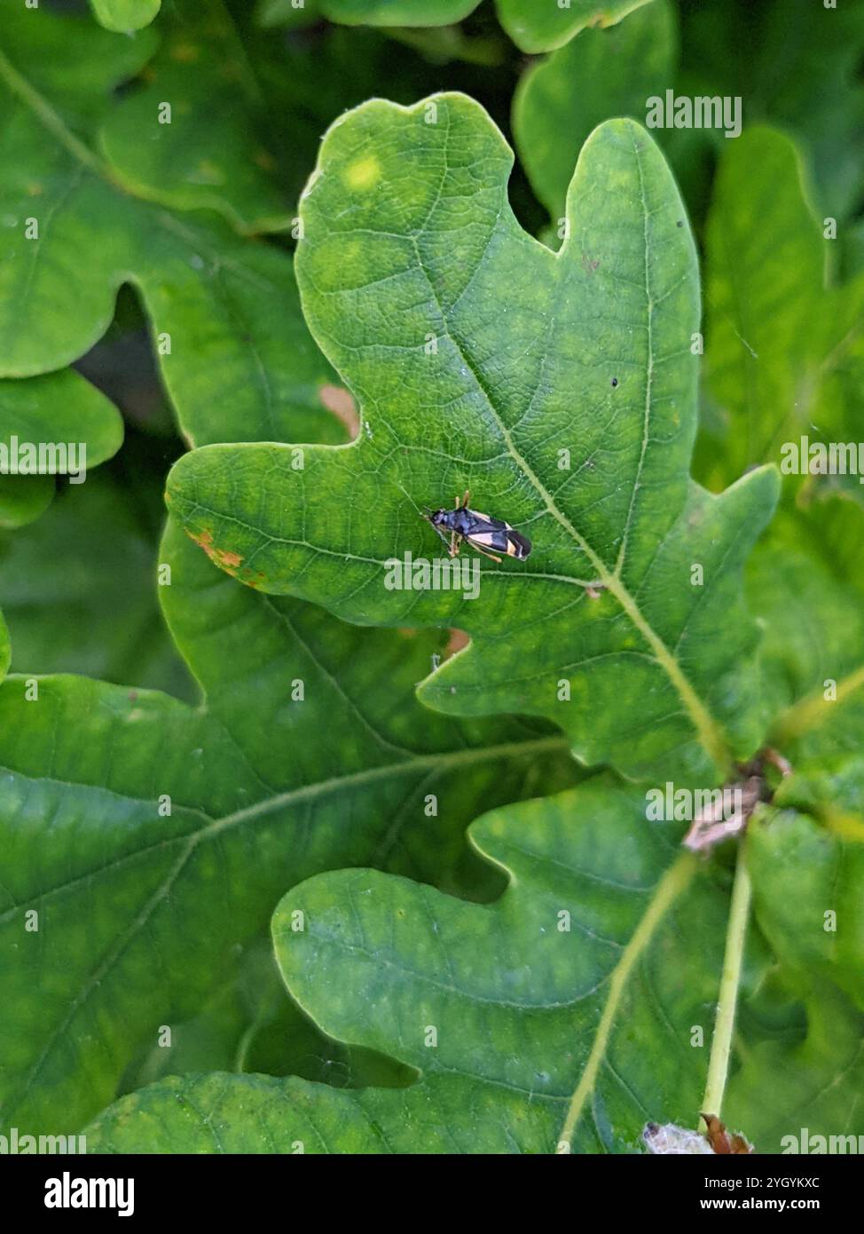 four-spotted plant bug (Dryophilocoris flavoquadrimaculatus Stock Photo ...