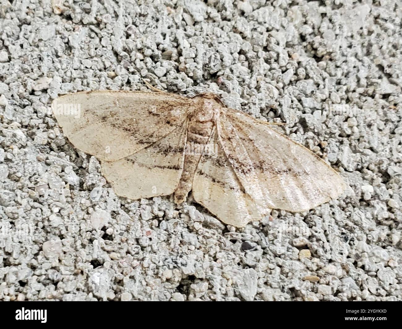 Geometer Moths (Geometridae Stock Photo - Alamy