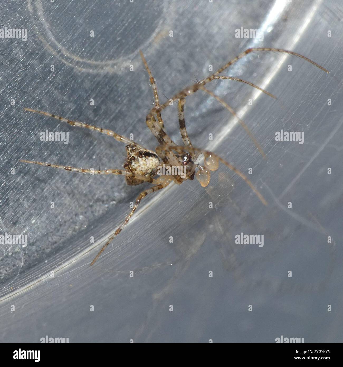 Pirate Spiders (Ero Stock Photo - Alamy
