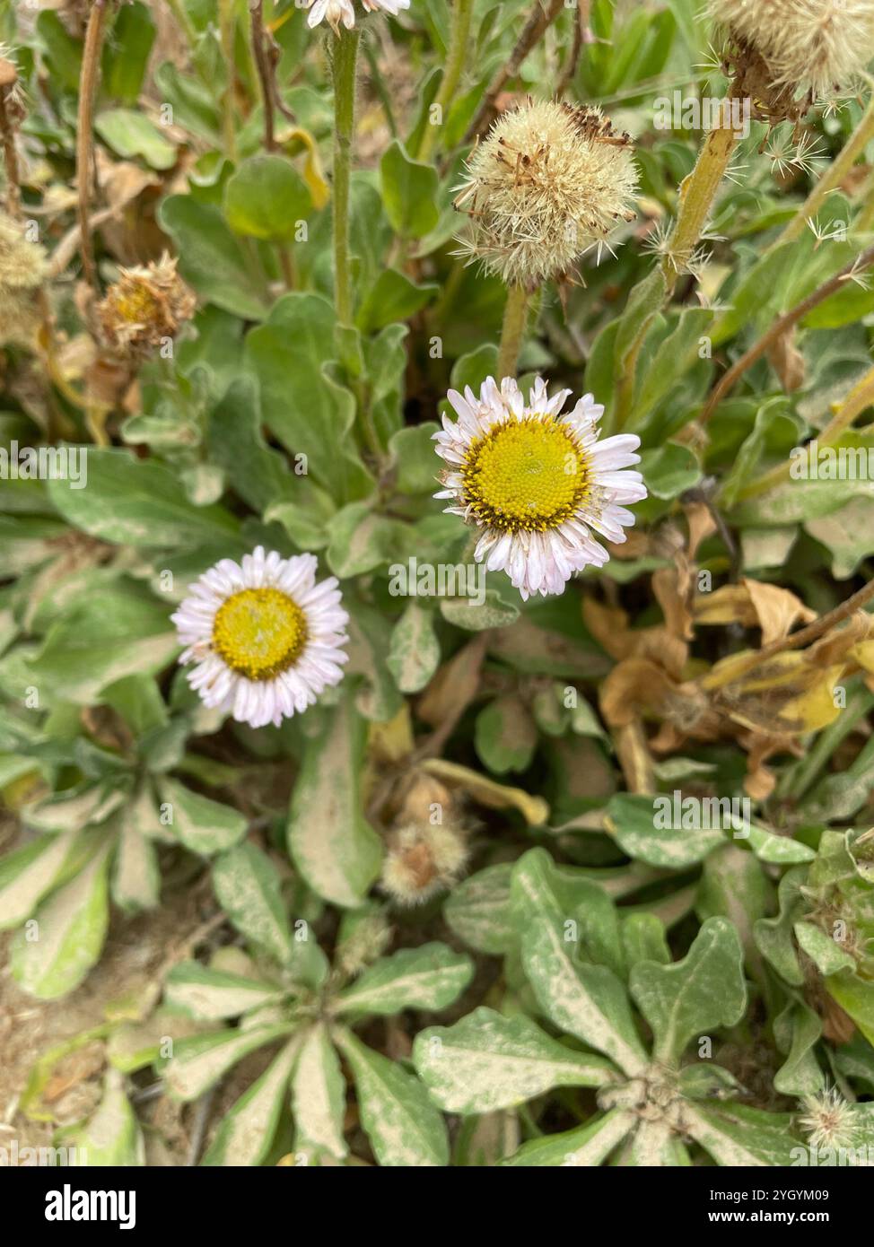 seaside daisy (Erigeron glaucus Stock Photo - Alamy